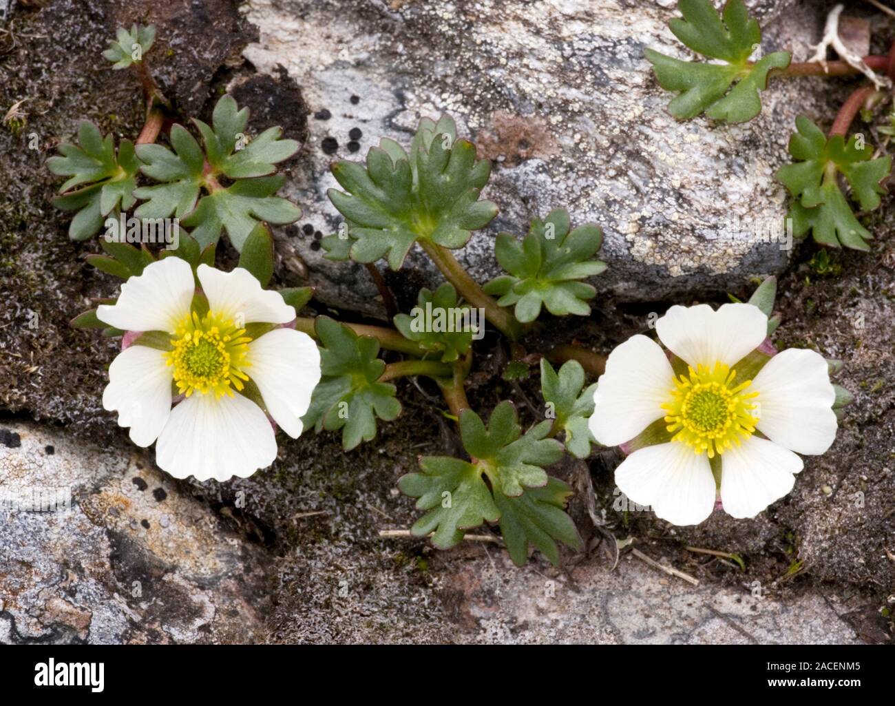 Glacier crowfoot (Ranunculus glacialis). Photographed in Norway Stock ...