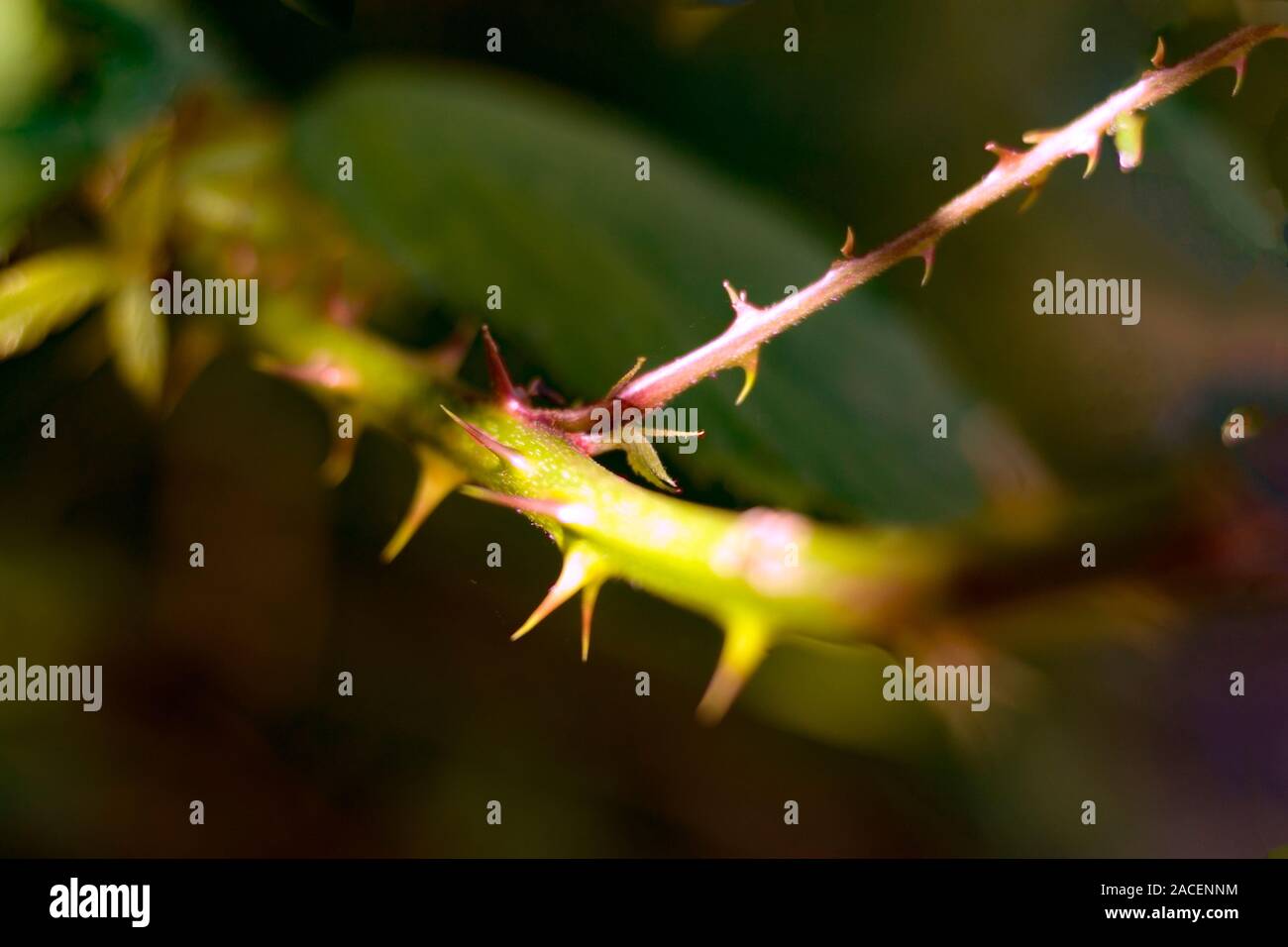 detail of plant with spikes in green and red Stock Photo - Alamy