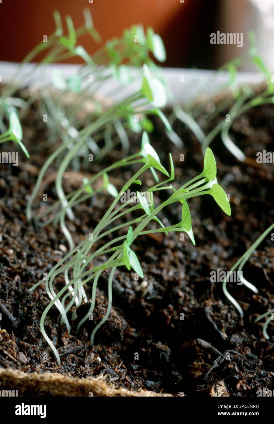 Seedlings. Seedlings leaning towards light source. The light stimulus ...