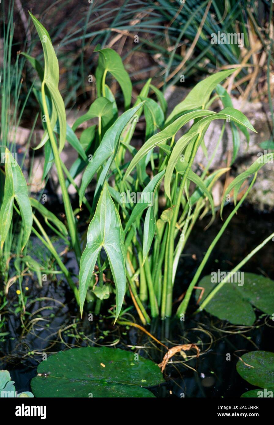 Arrowhead (Sagittaria sagittifolia). Clump of arrow-shaped leaves Stock ...