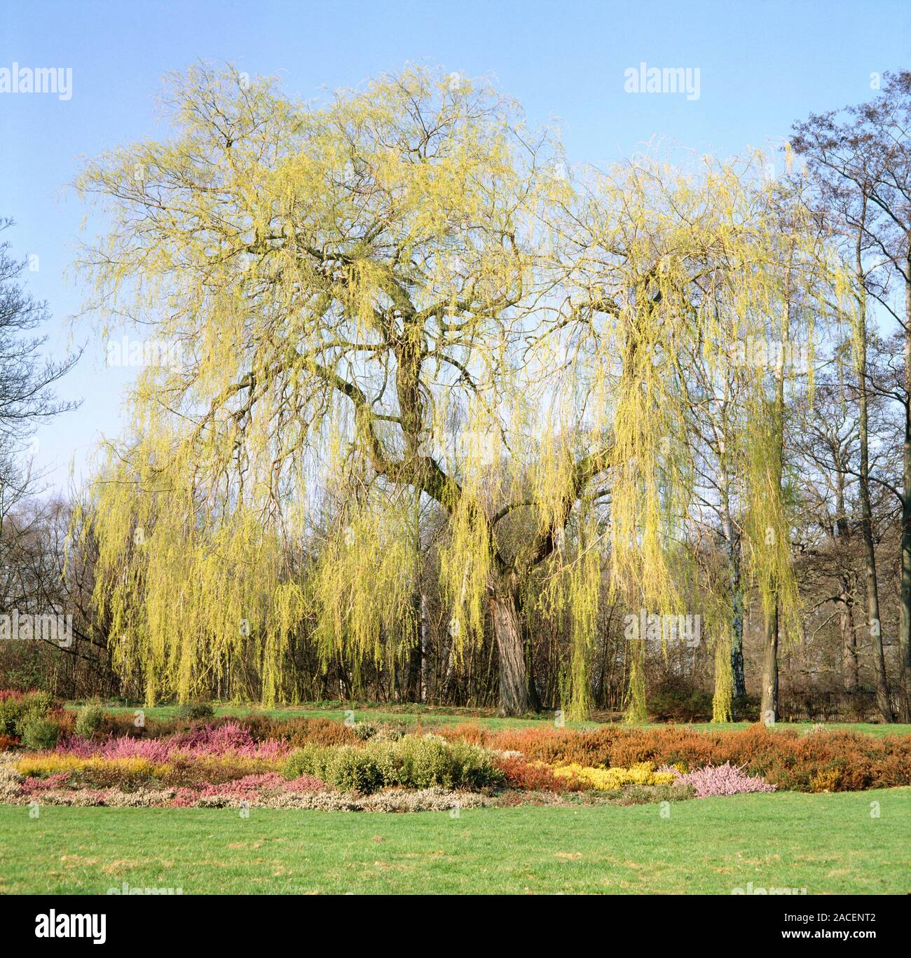 Golden Weeping Willow (Salix sepulcralis 'Chrysocoma'). Mature specimen ...