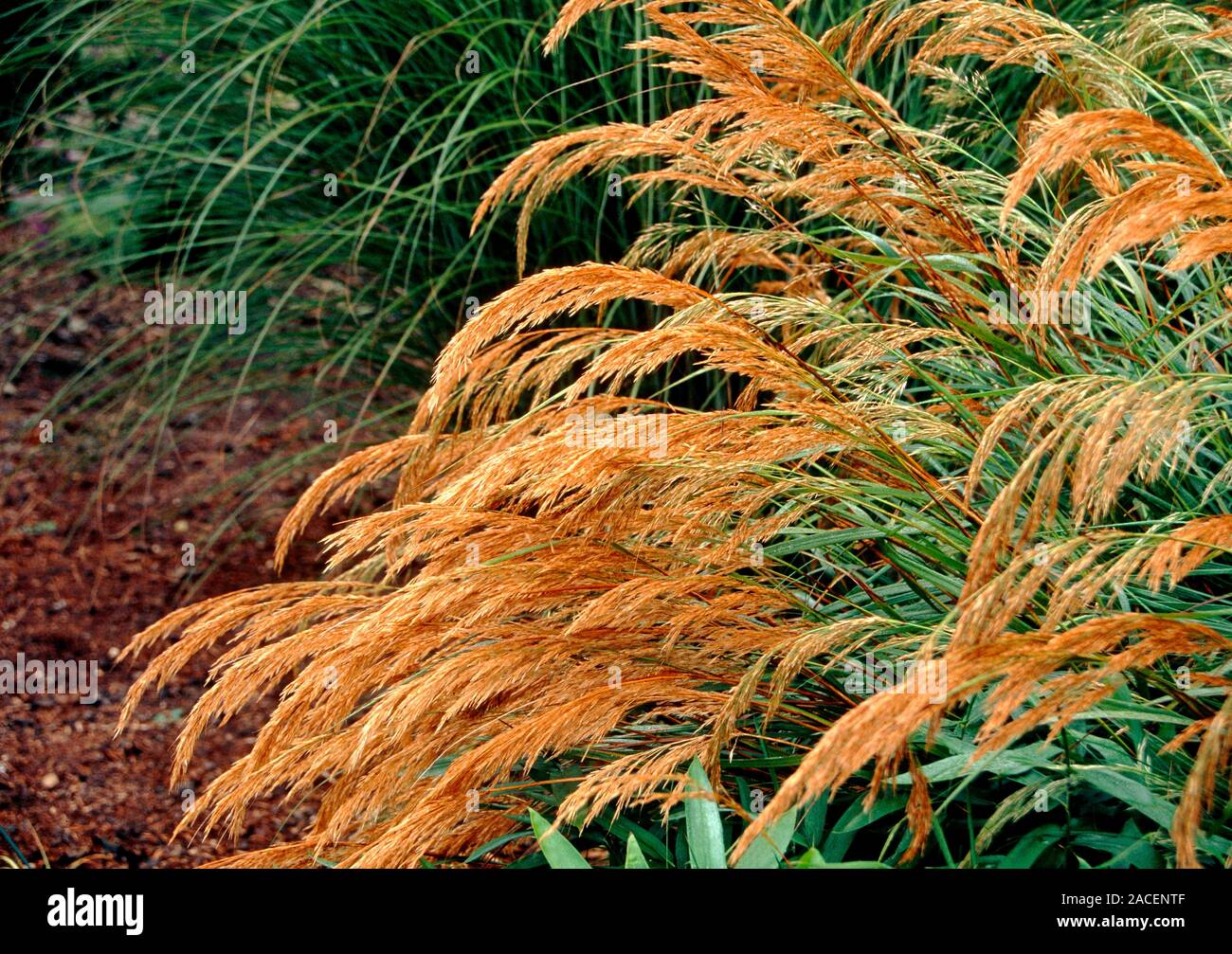 Stipa splendens. Panicles of flowers Stock Photo - Alamy
