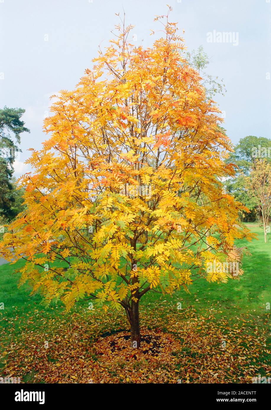 American mountain ash (Sorbus americana). Autumn foliage Stock Photo ...