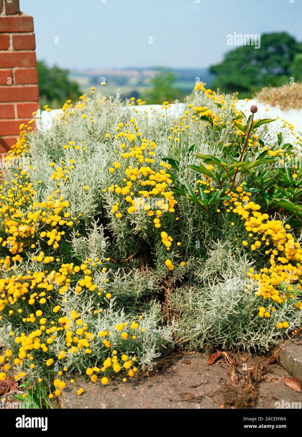 Cotton lavender (Santolina chamaecyparissus). Clump of foliage and ...