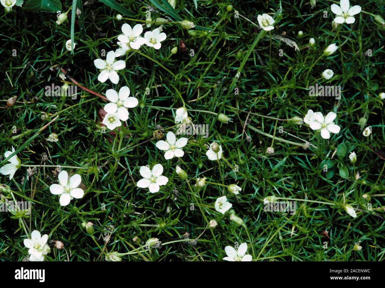 Pearlwort flowers (Sagina arenaria Stock Photo - Alamy