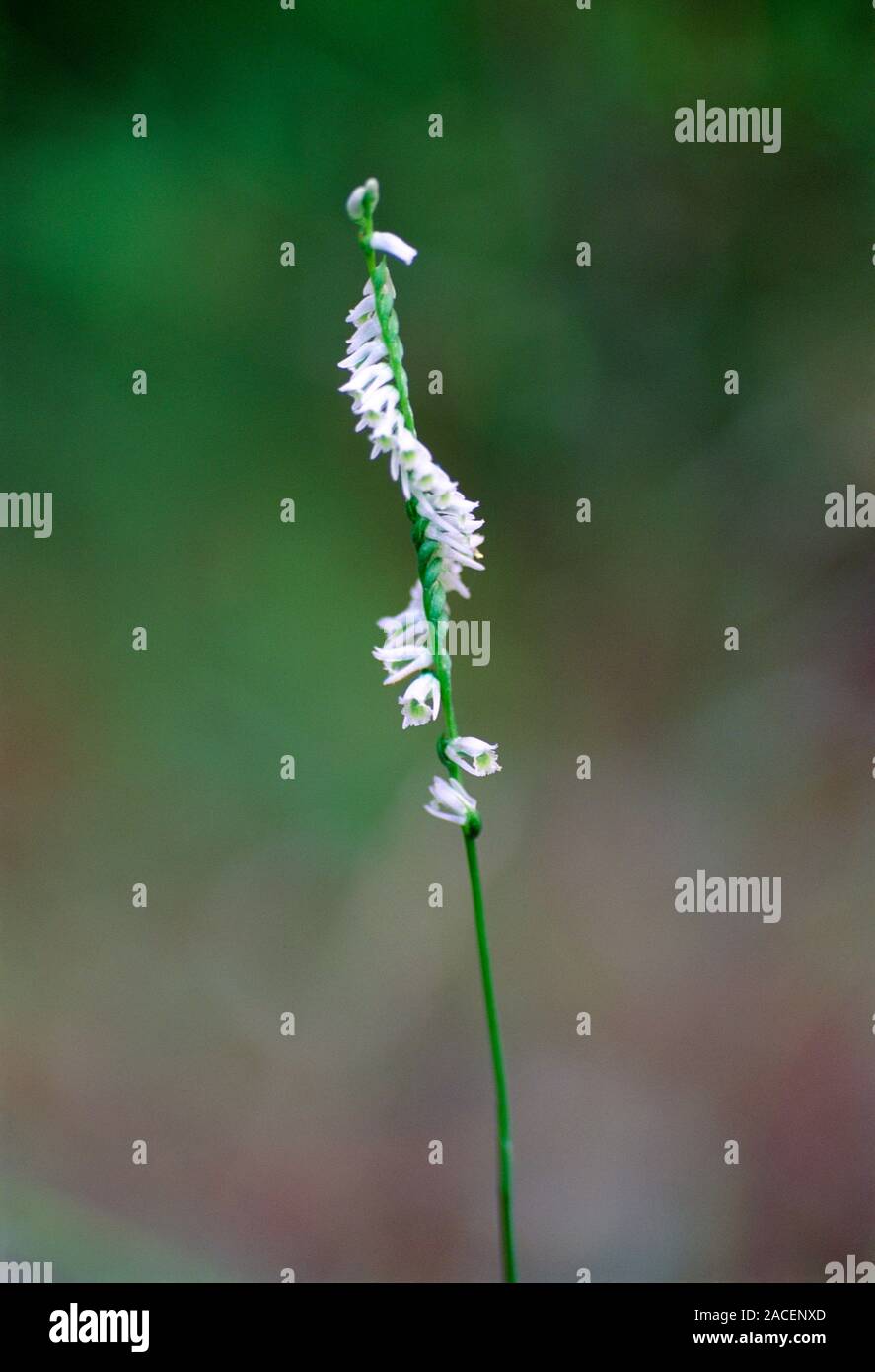 Nodding ladies' tresses (Spiranthes cernua). Flowering spike Stock ...