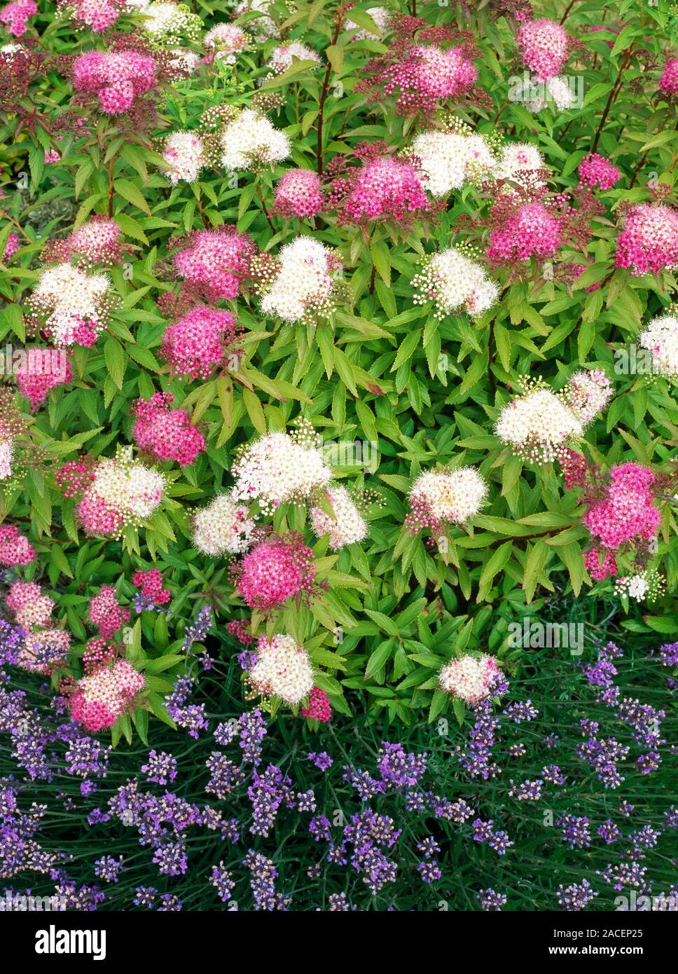 Spirea japonica 'Shirobana' with Lavender (Lavandula cv Stock Photo - Alamy