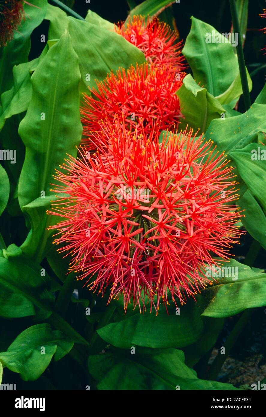Blood lily (Scadoxus multiflorus ssp. katherinae). Closeup of spherical ...