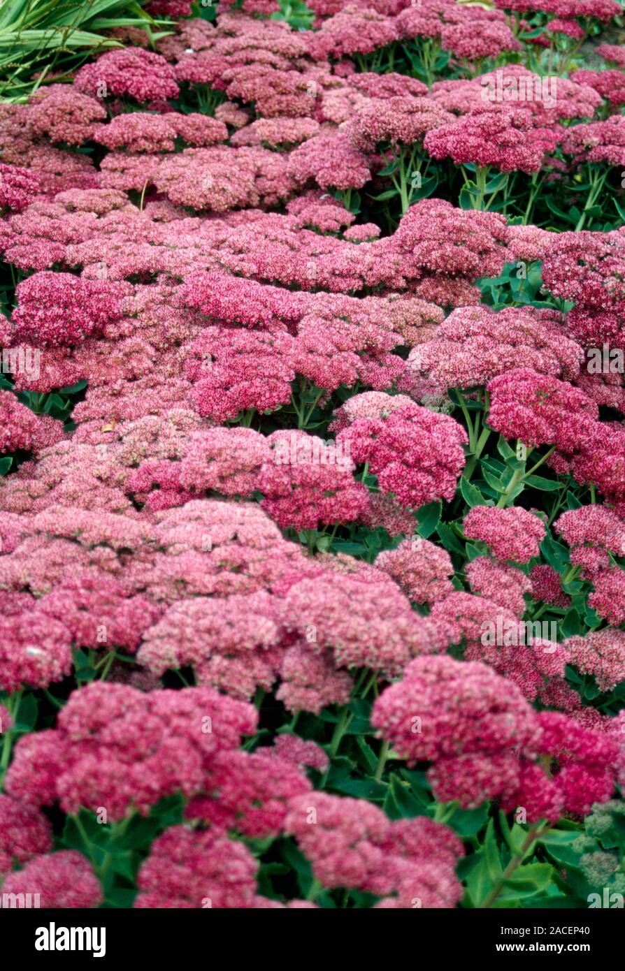 Sedum 'Herbstfreude' (AUTUMN JOY). Mass of flowers which will deepen in ...
