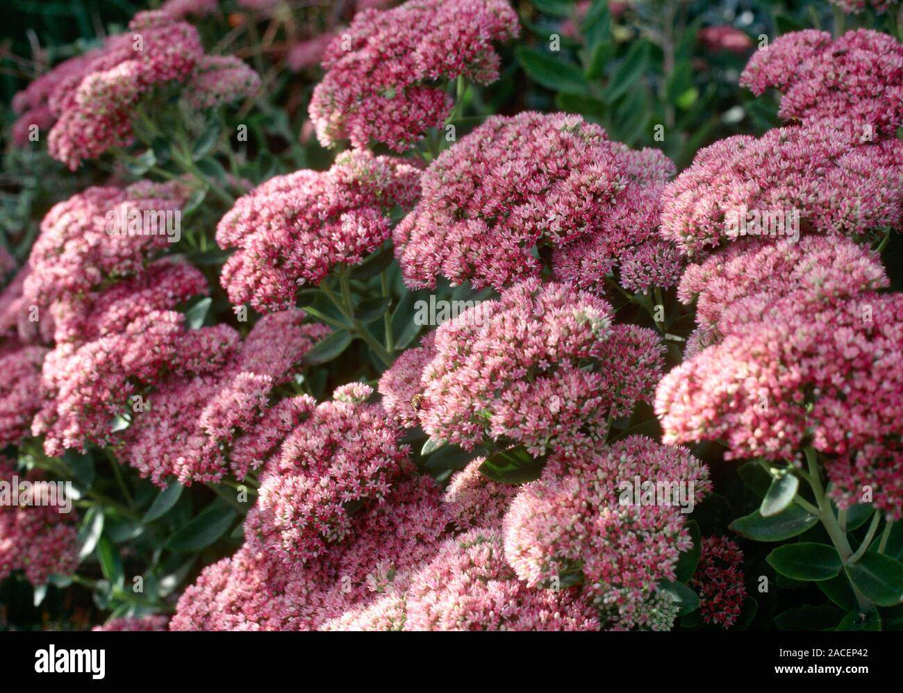 Sedum 'Herbstfreude' (AUTUMN JOY). Mass of flowers which will deepen in ...
