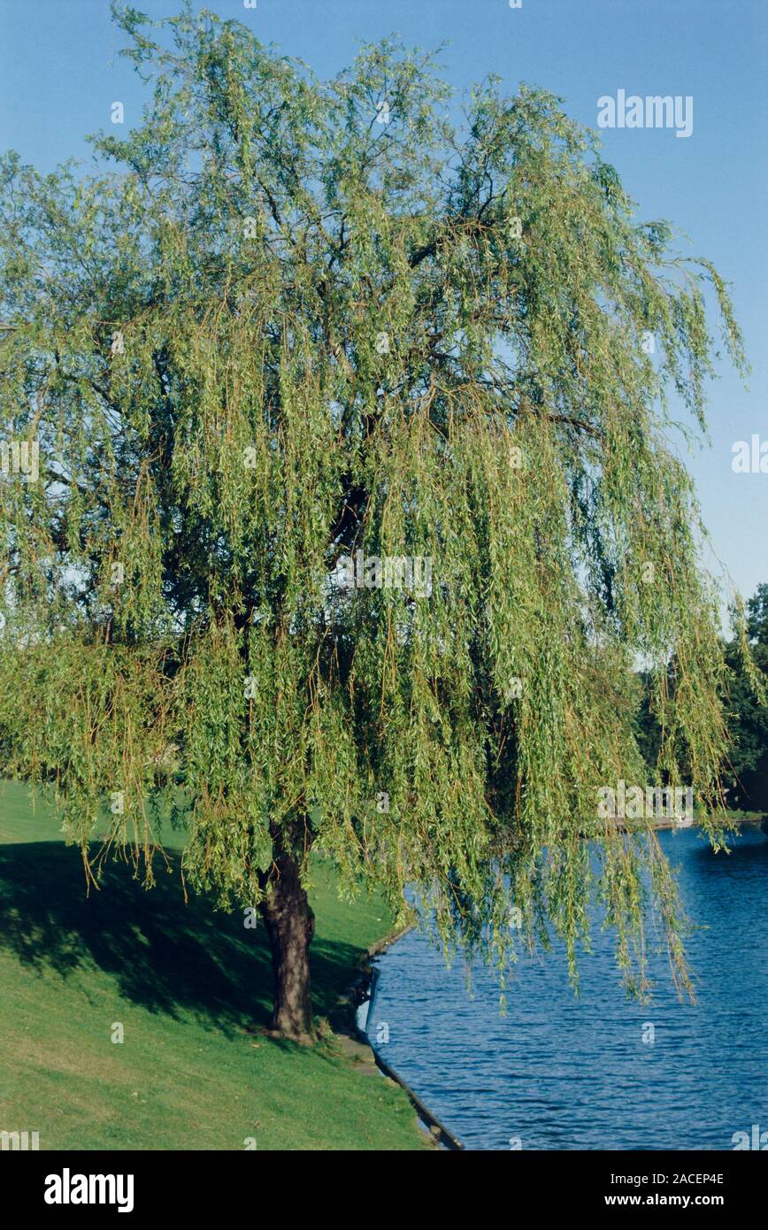 Weeping Willow (Salix babylonica). Willow on banks of river Stock Photo ...