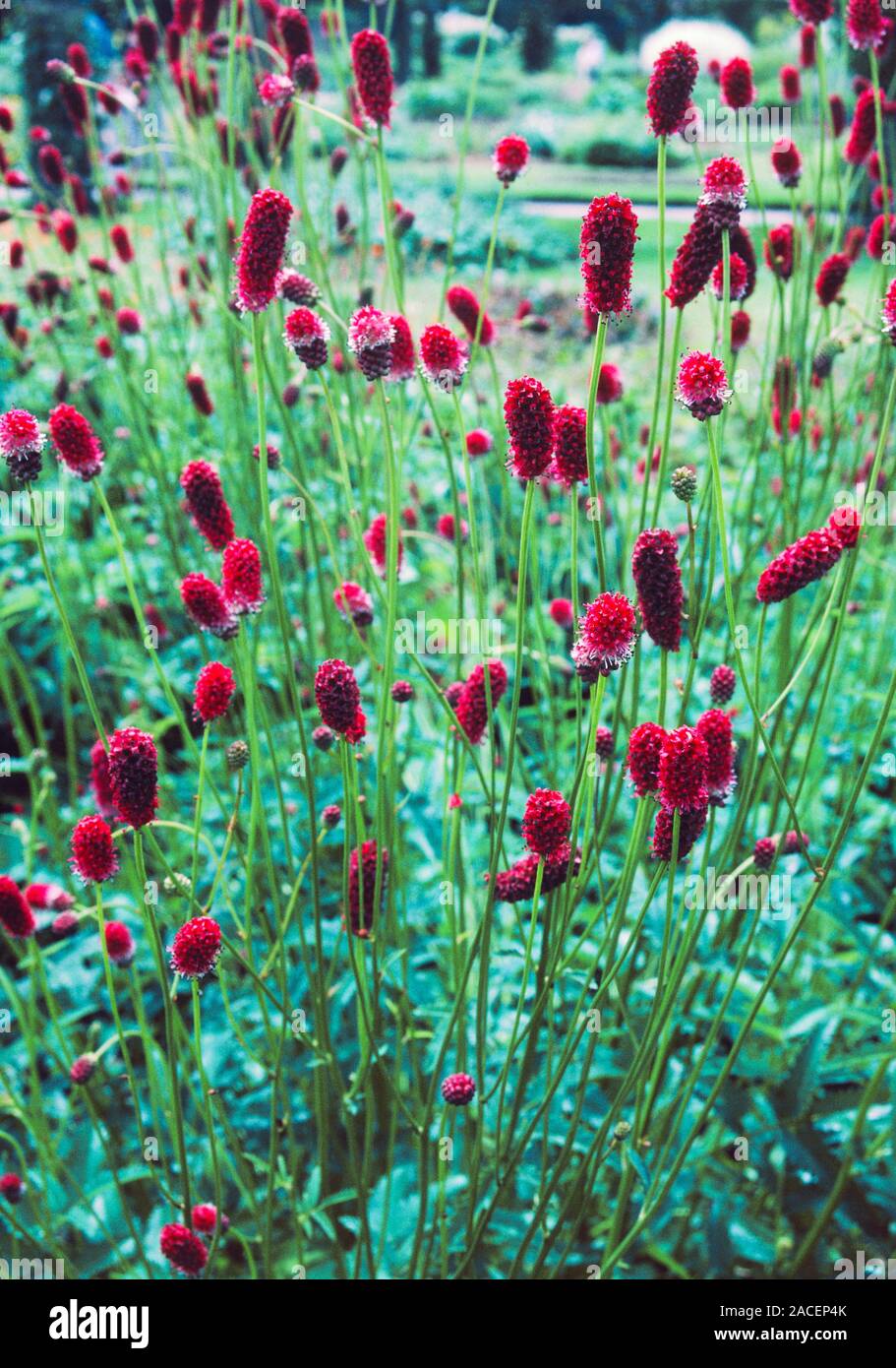 Greater burnet (Sanguisorba officinalis). Mass of pink flowers Stock ...
