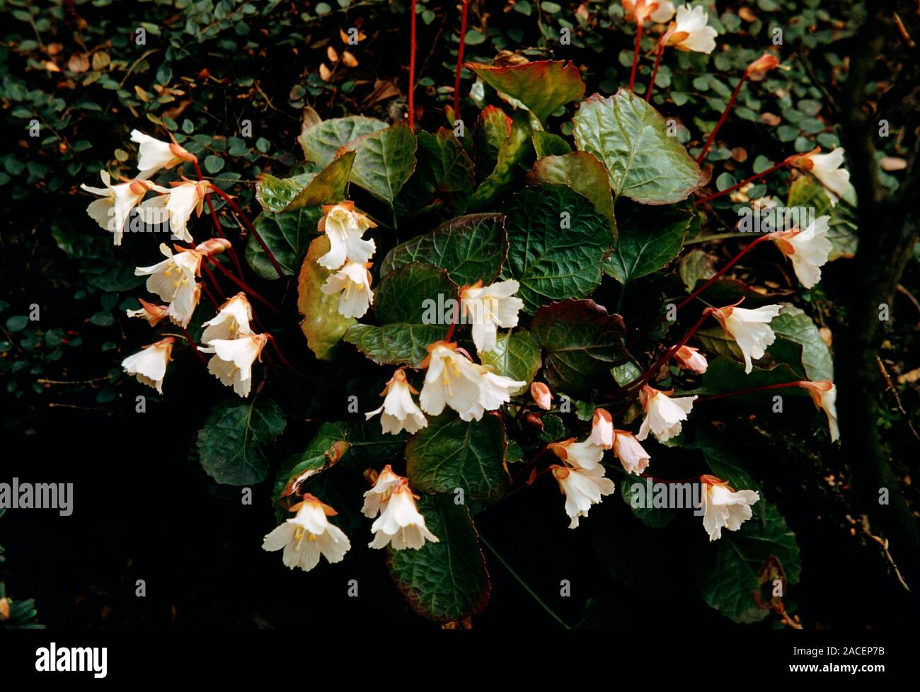 Oconee bells (Shortia galacifolia). Clump of funnel-shaped white ...
