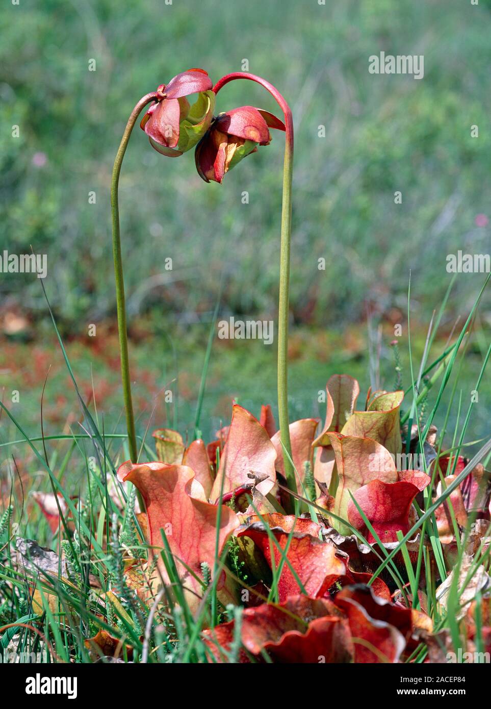 Pitcher plant (Sarracenia purpurea). Clump of pitchers. Naturalise ...