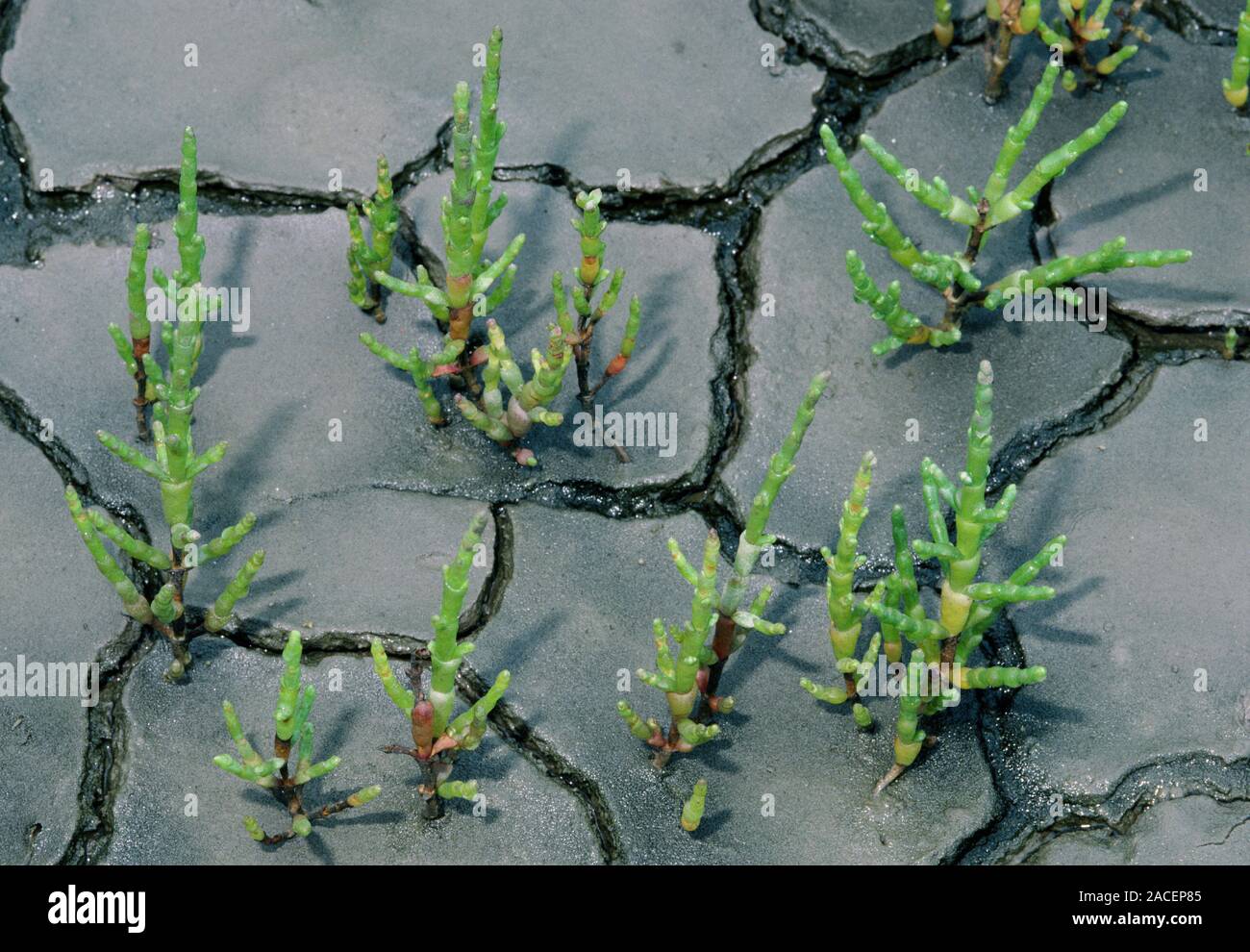 Glasswort (Salicornia europaea). Salt marsh succulent Stock Photo - Alamy