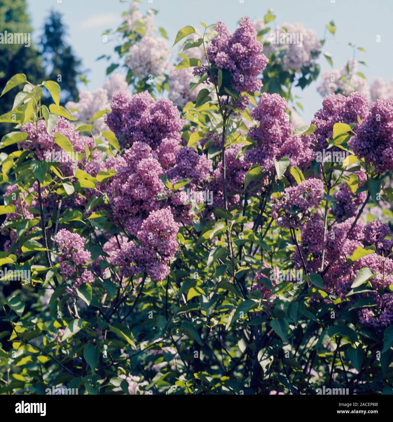 Lilac (Syringa vulgaris 'Danton'). Mass of lilac-purple flowers Stock ...