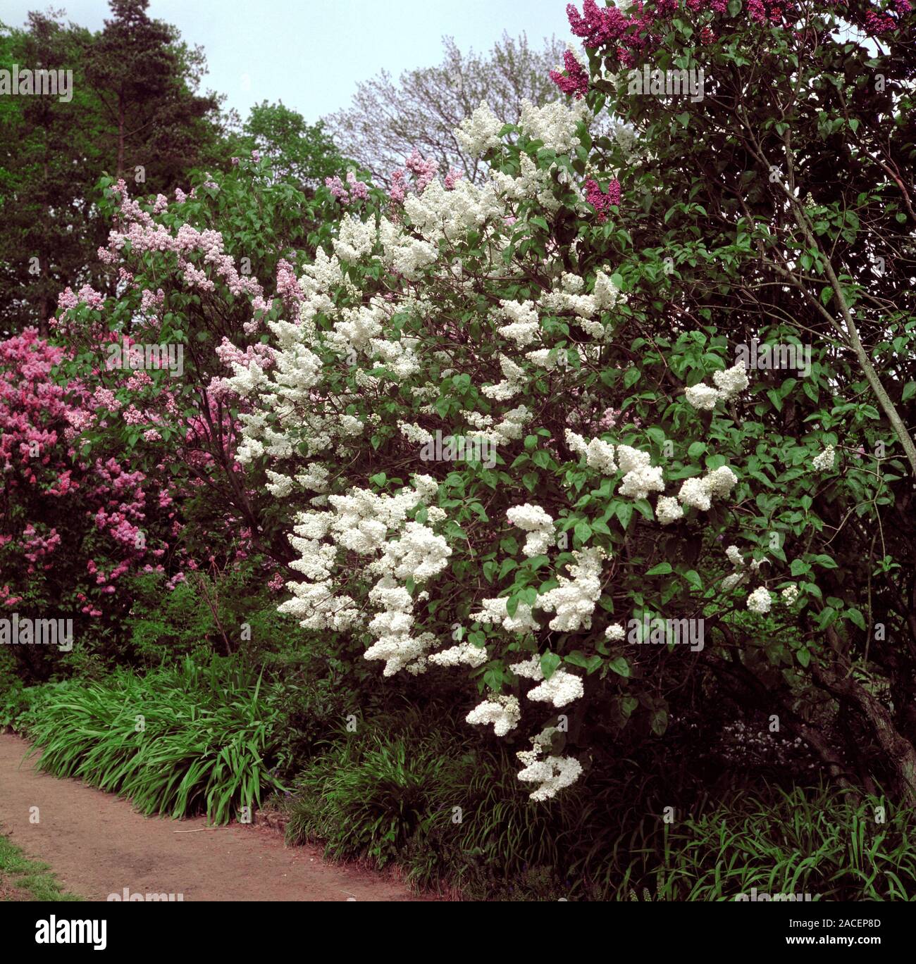 Lilac (Syringa vulgaris 'Madame Lemoine'). Whole shrub in flower Stock ...