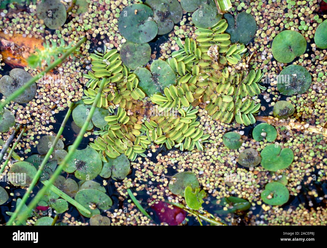 Floating fern (Salvinia natans). Photographed in Novosibirsk District ...