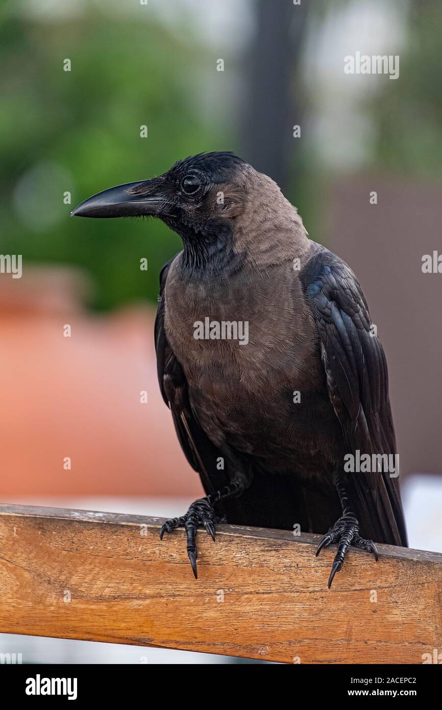 Sri Lanka, Colombo - August 2015: Wild House Crow at Mount Lavinia ...