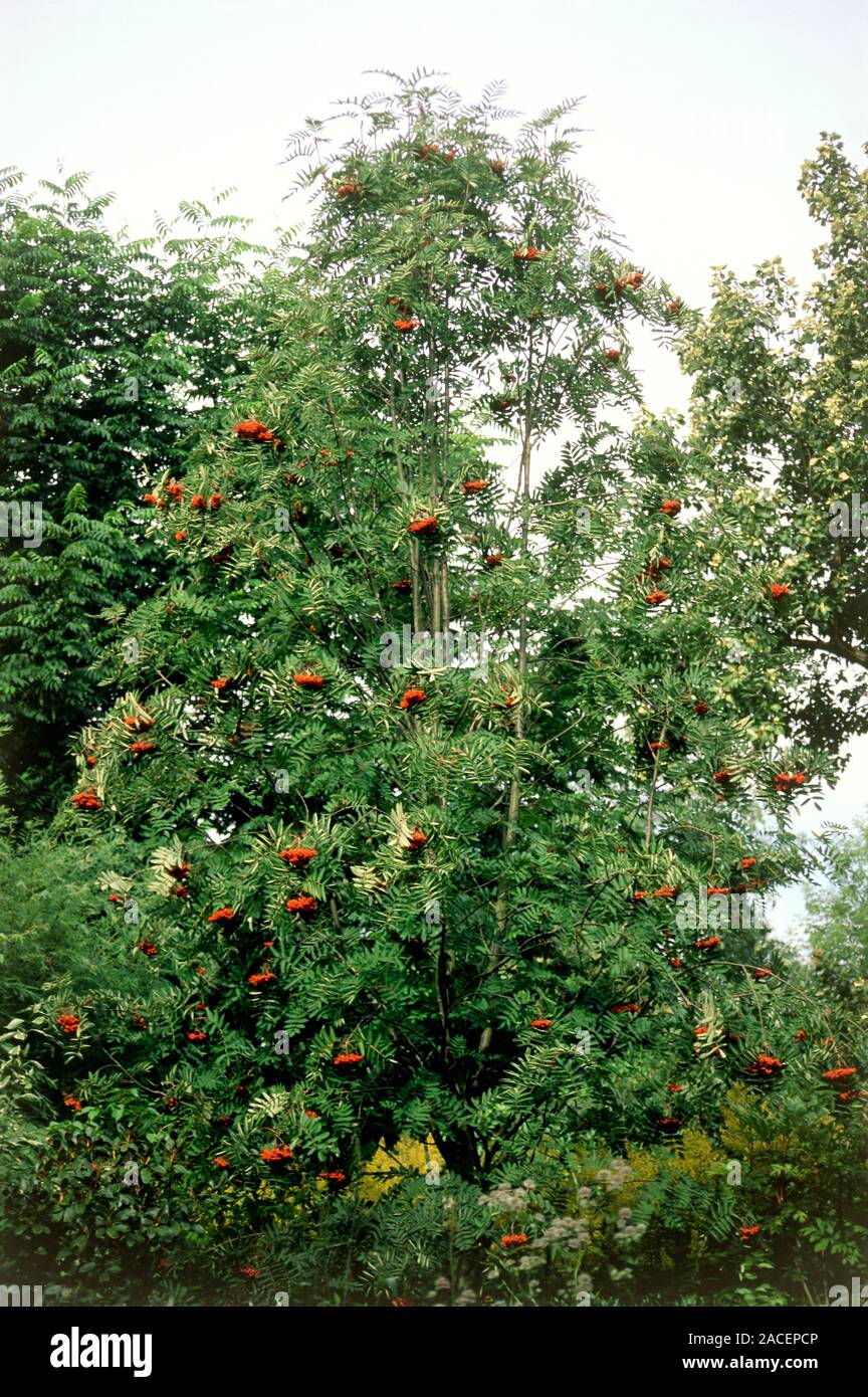 Rowan (Sorbus aucuparia 'Sheerwater seedling'). Tree with masses of red ...
