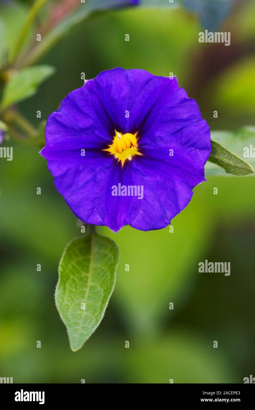 Blue potato bush flower (Solanum rantonnetii Stock Photo - Alamy