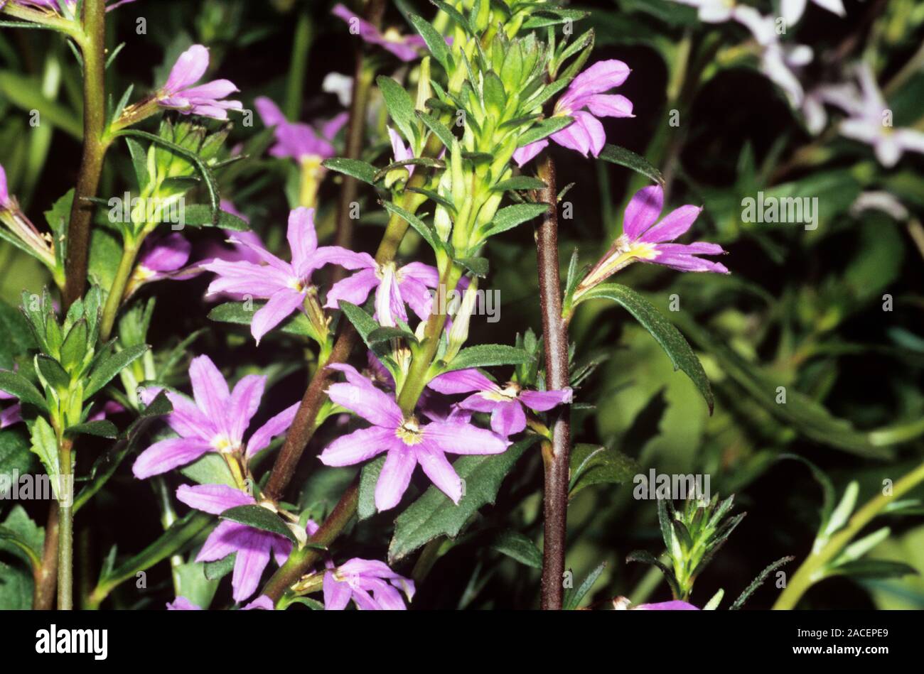Fairy fan-flower (Scaevola aemula 'Blue Wonder' Stock Photo - Alamy