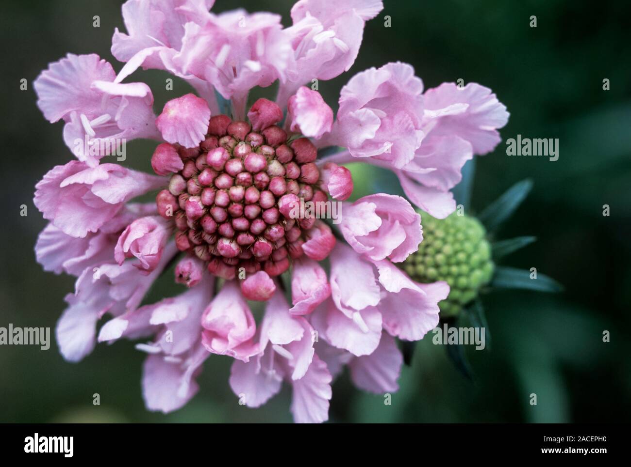 Scabious flower (Scabiosa atropurpurea 'Chile Pepper'). An unopened bud ...
