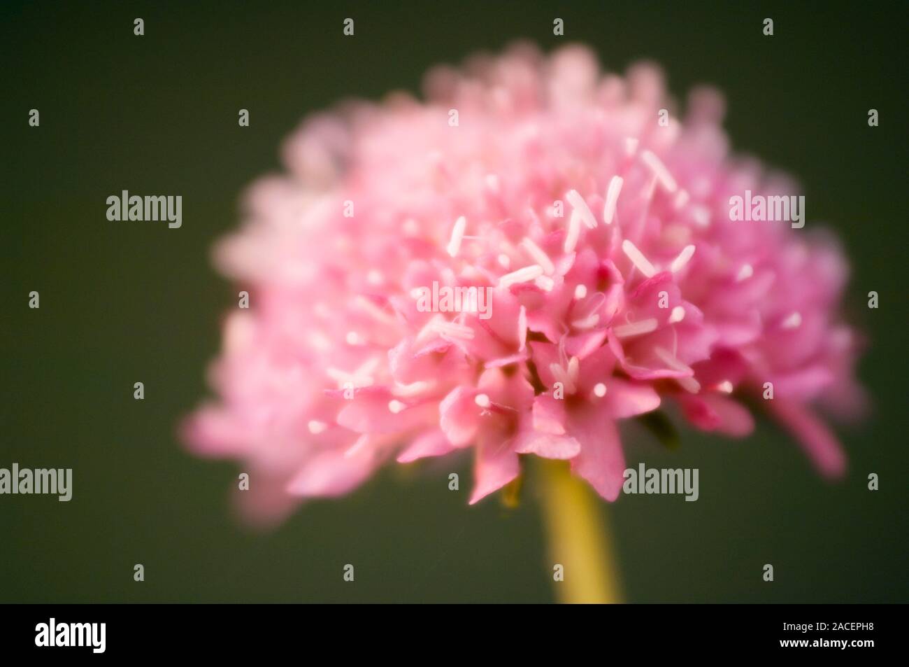 Pincushion flower (Scabiosa caucasica 'Isaac House Hybrid'). Pincushion ...
