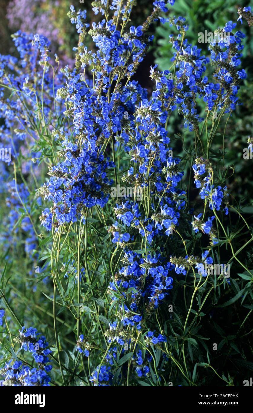 Bog sage (Salvia ugliginosa) flowers Stock Photo - Alamy