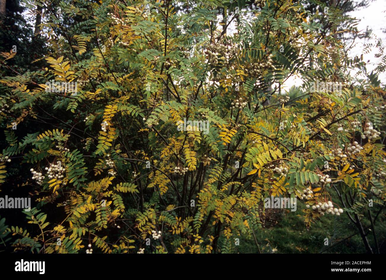 Mountain ash tree (Sorbus cashmiriana) with clusters of white fruit ...