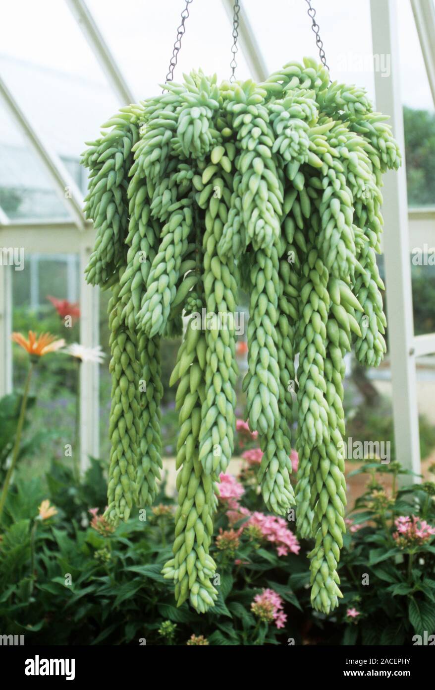 Burro tail (Sedum morganianum) in a hanging basket Stock Photo - Alamy