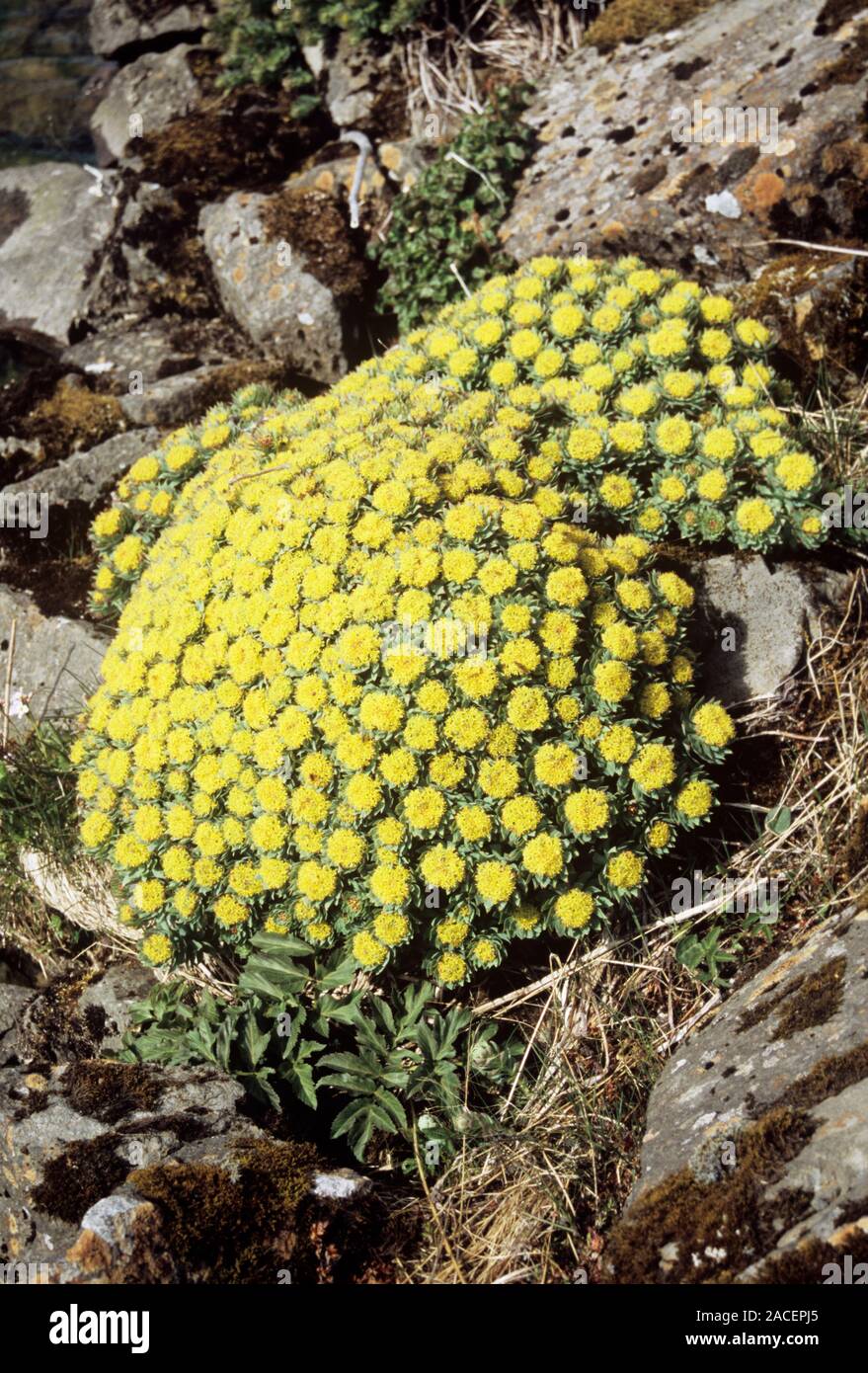 Roseroot flowers (Sedum rosea). This perennial plant is an arctic ...
