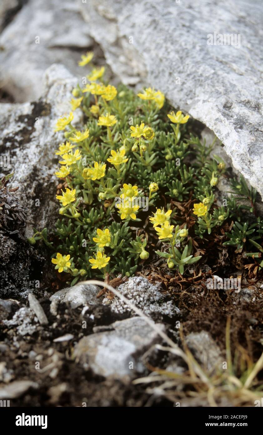 Yellow mountain saxifrage (Saxifraga aizoides). Photographed in ...