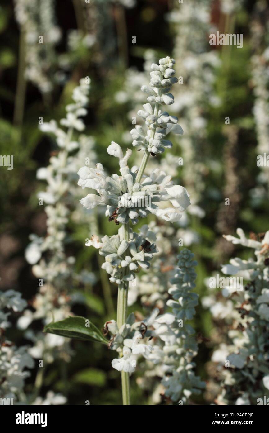 Mealy cup sage (Salvia farinacea 'Silver' Stock Photo - Alamy