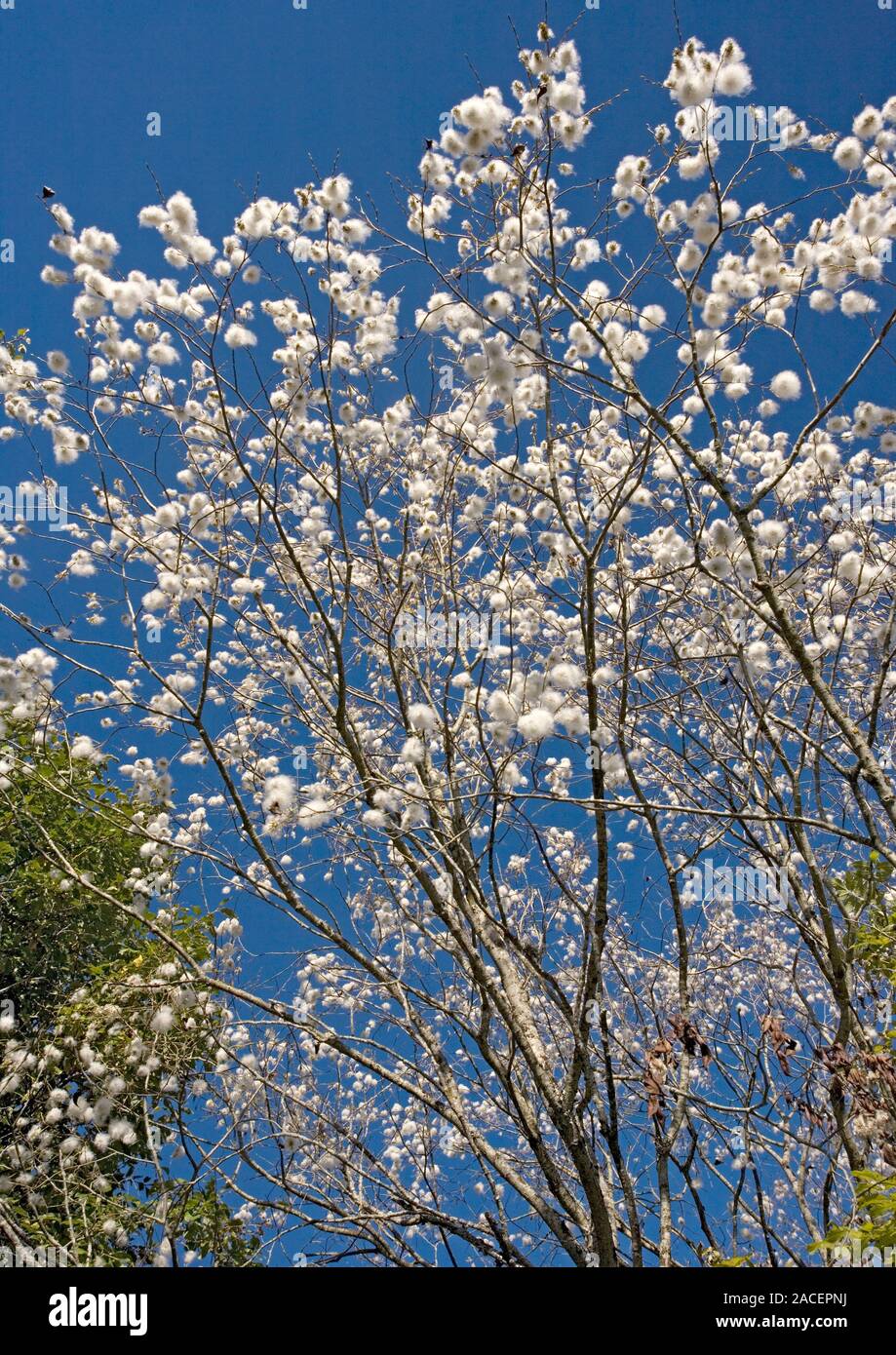 Grey sallow tree (Salix cinerea) laden with seeds. Photographed in ...