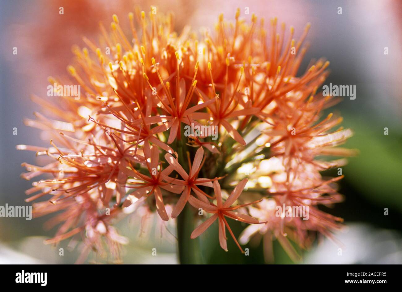 African blood lily (Scadoxus multiflorus). This tropical plant produces ...