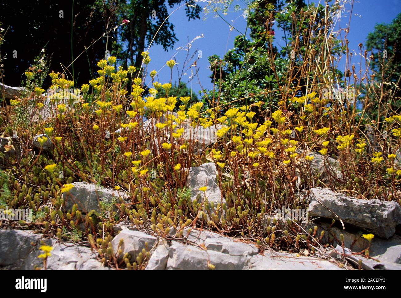 Crooked yellow stonecrop flowers (Sedum rupestre Stock Photo - Alamy