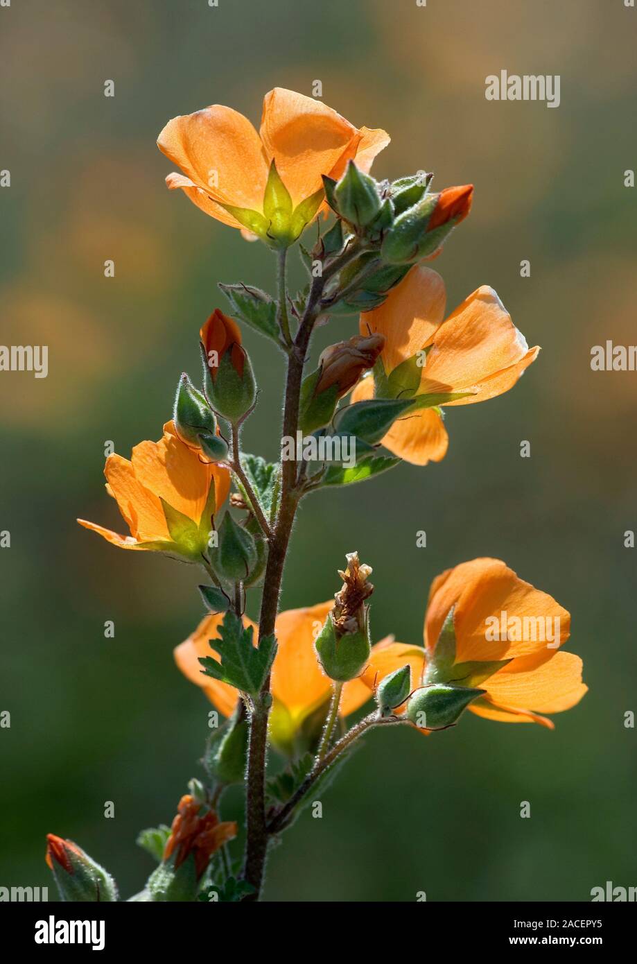 Desert globemallow flowers (Sphaeralcea ambigua). Photographed in the ...