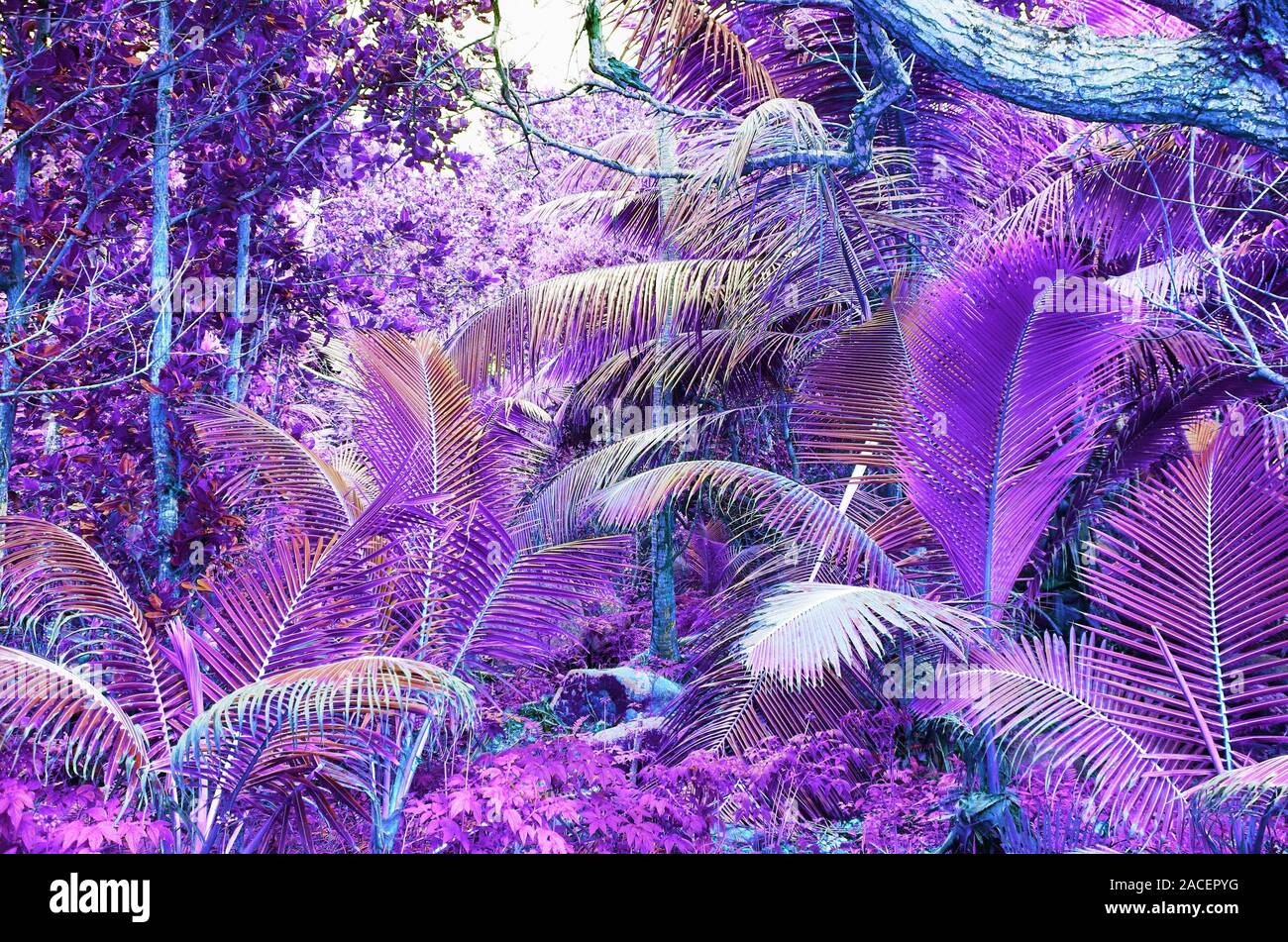 Beautiful pink and purple infrared shots of tropical palm trees on the ...