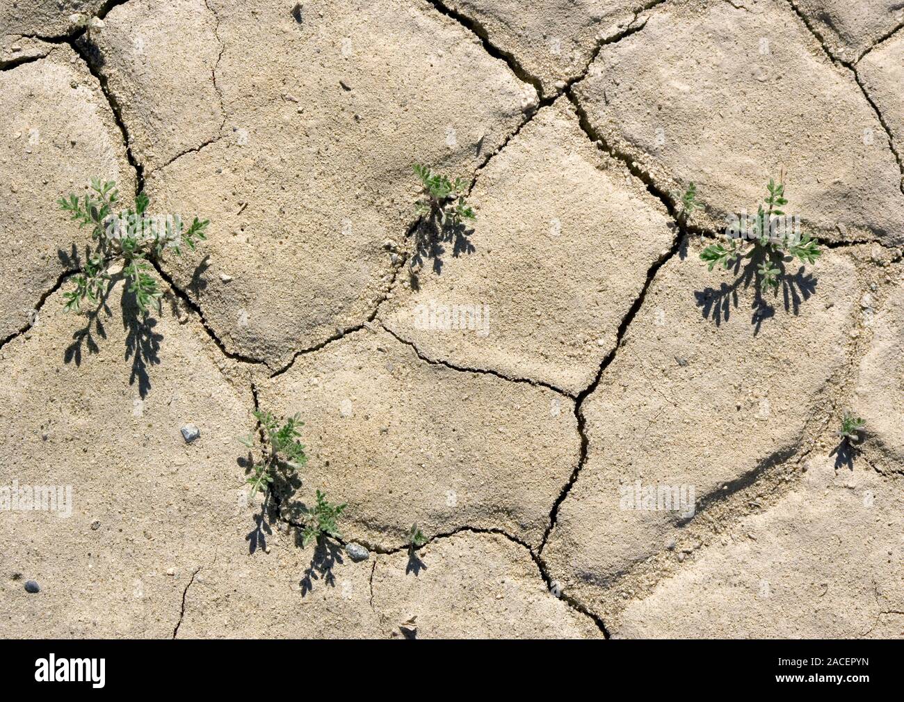 Desert rockcress (Sibara deserti) seedlings in cracks. High rainfall ...