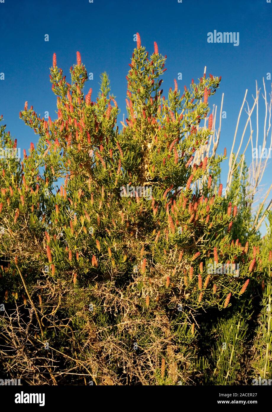 Greasewood shrub (Sarcobatus vermiculatus) in flower. Photographed in a ...
