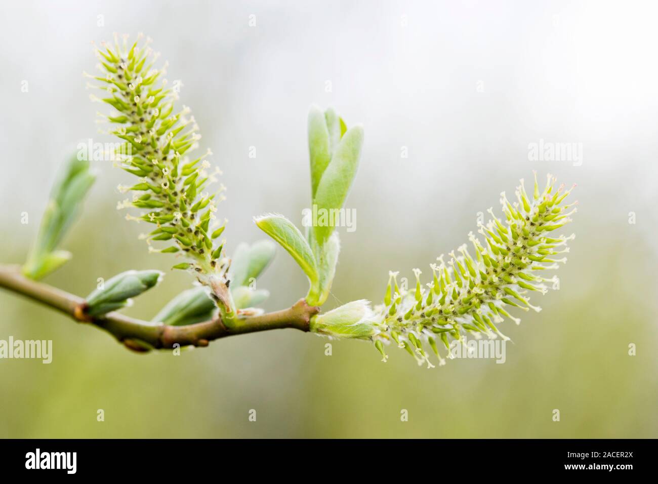 Willow catkins (Salix sp Stock Photo - Alamy