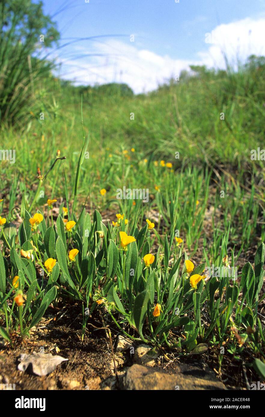 Prickly scorpion's-tail flowers (Scorpiurus muricatus Stock Photo - Alamy