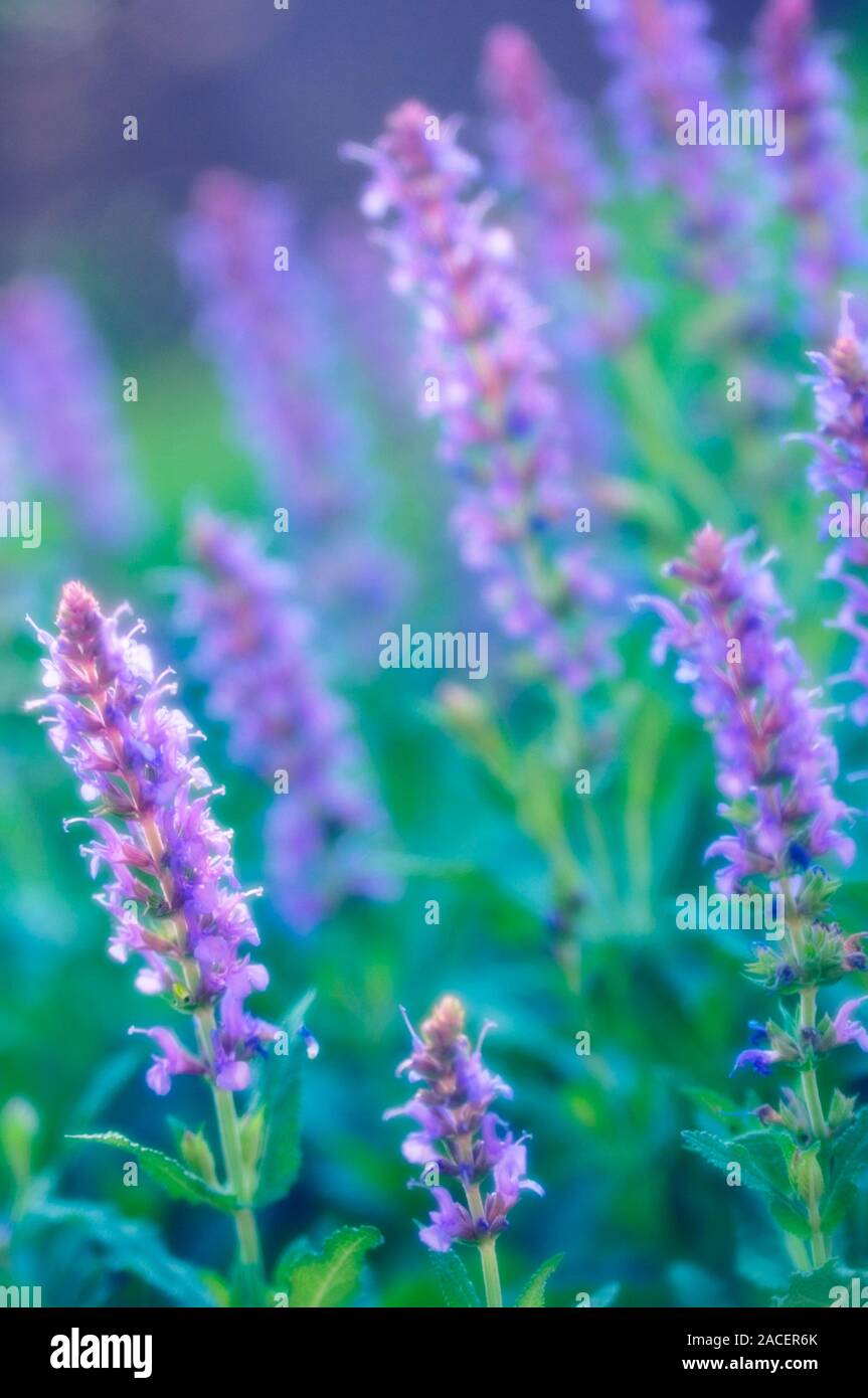 Sage flowers (Salvia sp.). Photographed in May Stock Photo - Alamy