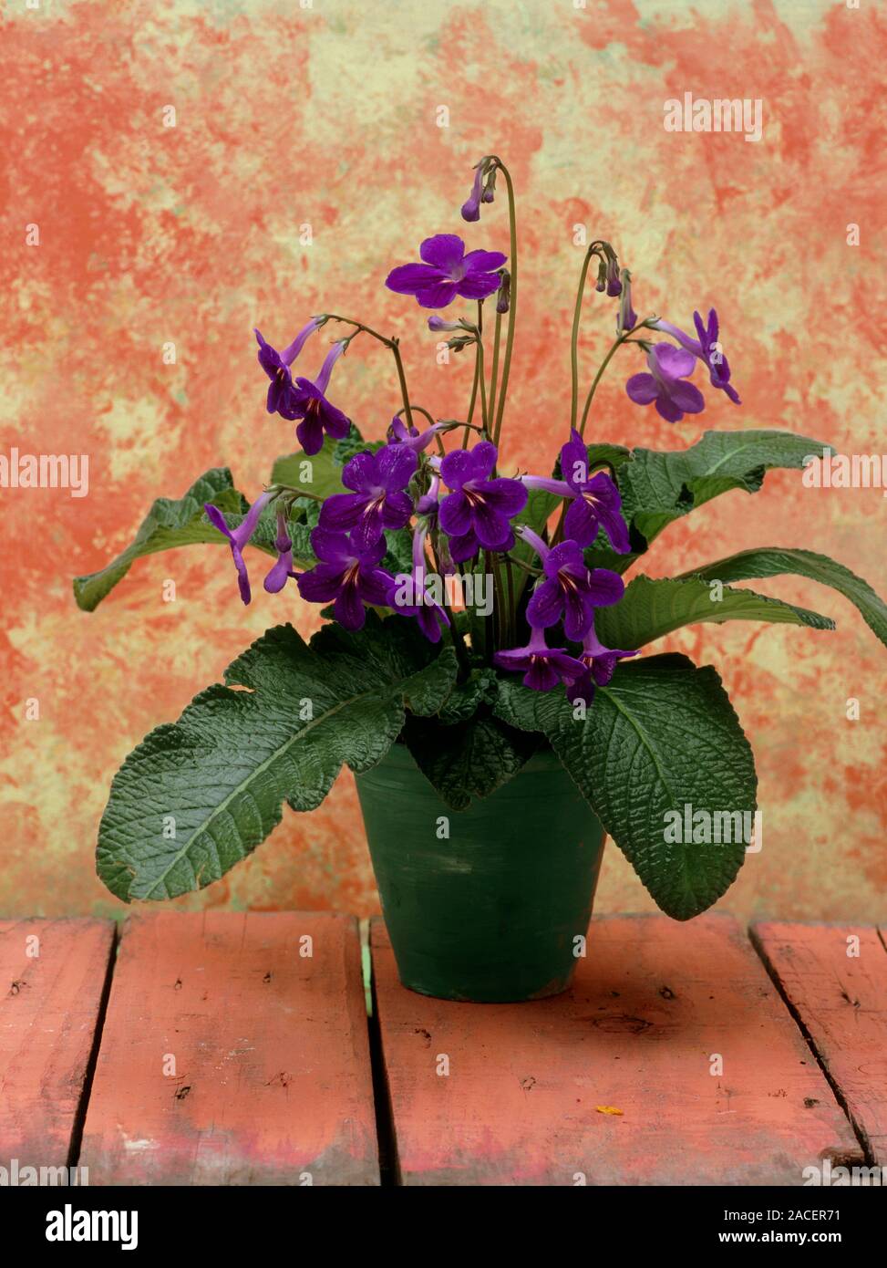 Cape primrose (Streptocarpus sp.) in a plant pot Stock Photo - Alamy