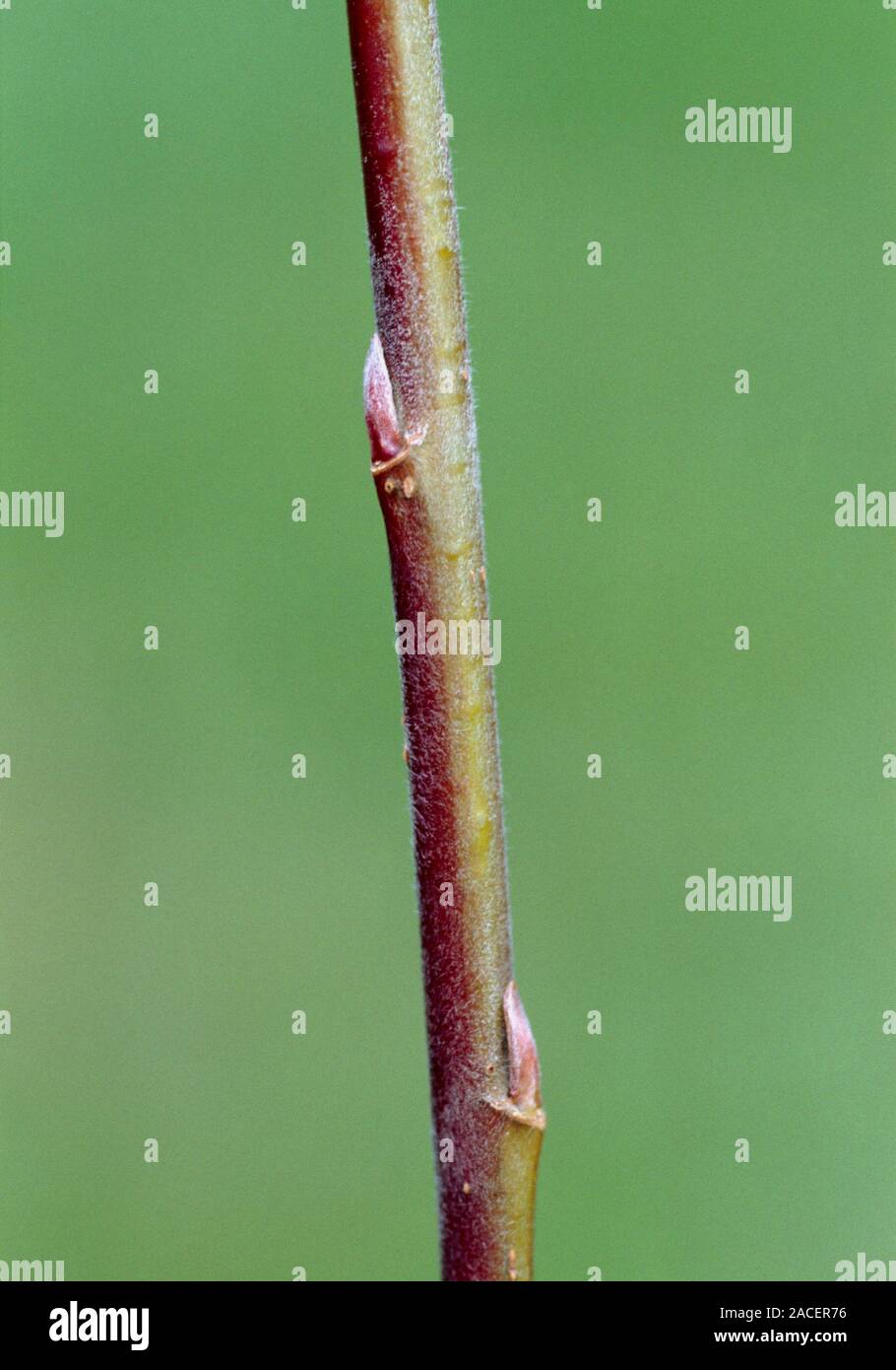 Common osier (Salix viminalis) branch Stock Photo - Alamy