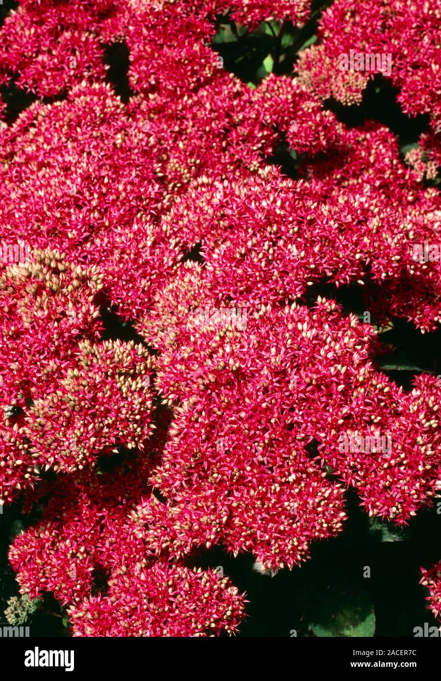 Sedum flowers (Sedum 'Mr. Goodbud'). Photographed at RHS Wisley, UK, in ...