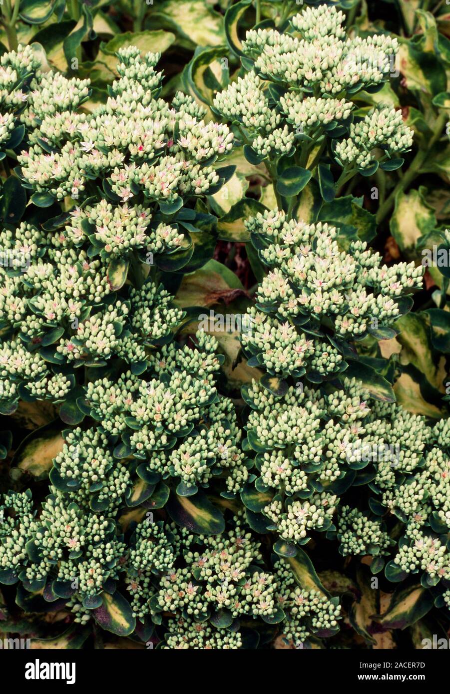 Striped sedum flowers (Sedum erythostictum 'Mediovariegatum ...