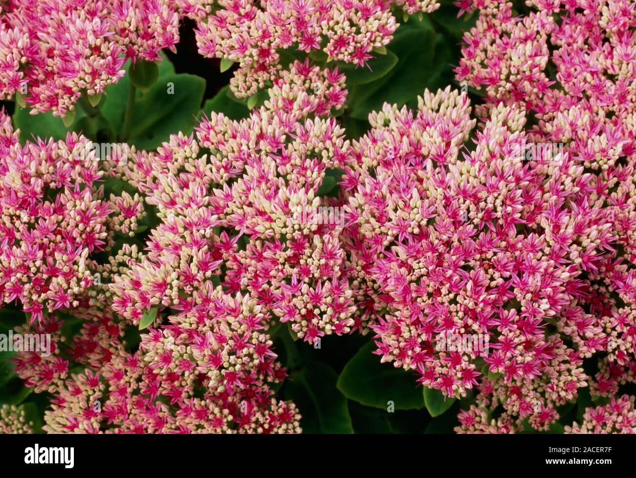 Brilliant stonecrop (Sedum spectabile 'Lisa'). Photographed at RHS ...