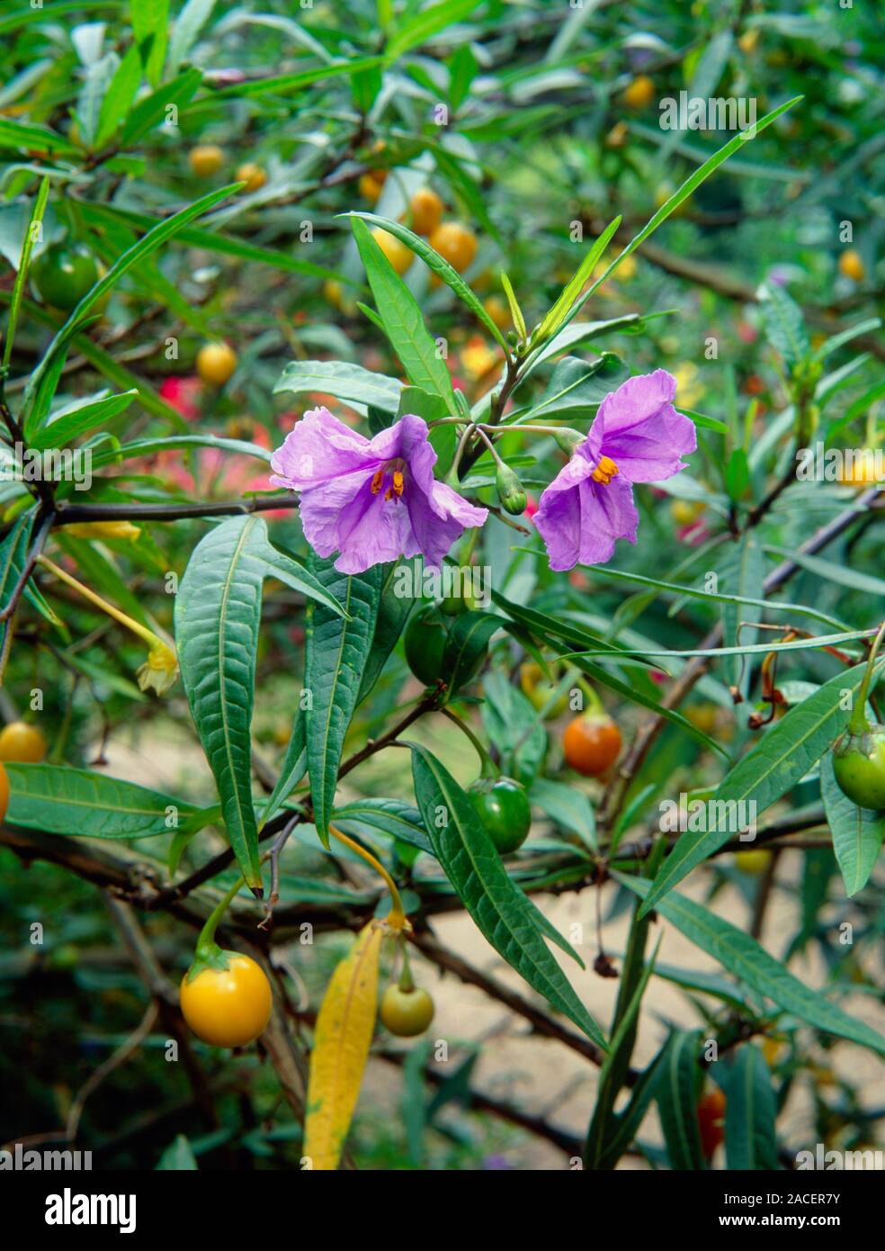 Kangaroo apple (Solanum laciniatum Stock Photo - Alamy